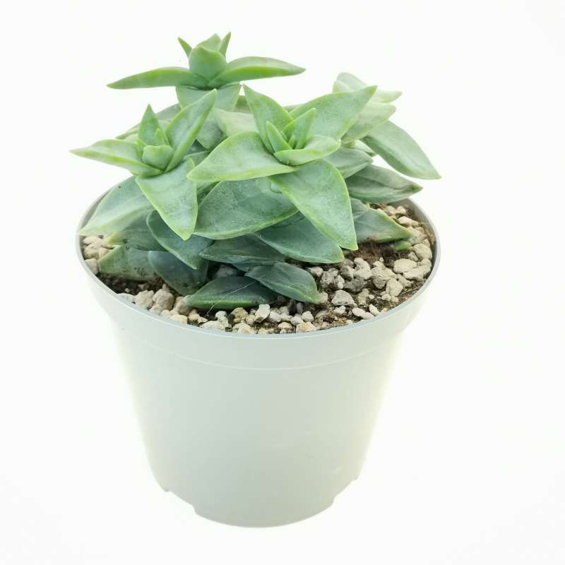 Crassula Perforata Penhoek Pass 14 Cm Crassulaceae Giromagi Vendita Piante Grasse
