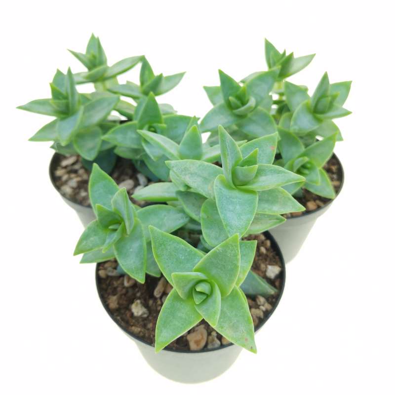 Crassula Perforata Penhoek Pass 10 Cm Crassulaceae Giromagi Vendita Piante Grasse