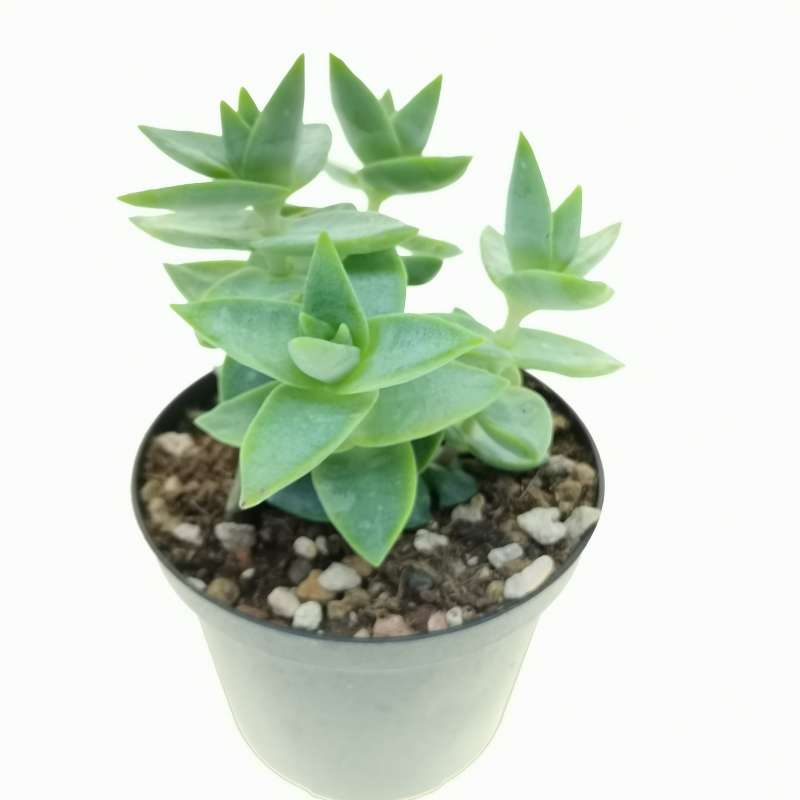Crassula Perforata Penhoek Pass 10 Cm Crassulaceae Giromagi Vendita Piante Grasse