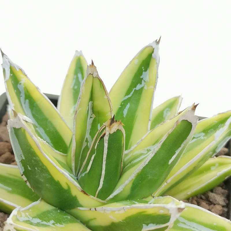 Agave victoriae-reginae cv. Kizan f. variegata 9x9 cm Agave victoriae-reginae cv. Kizan f. variegata 9x9 cm